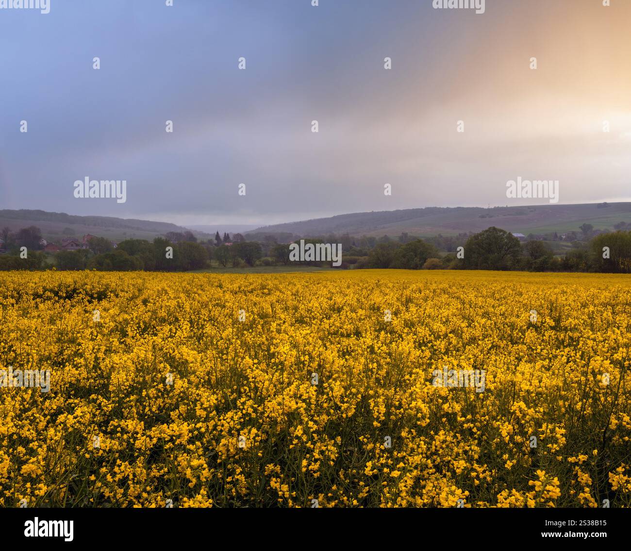 Spring yellow flowering rapeseed fields, cloudy pre-thunderstorm rainy ...
