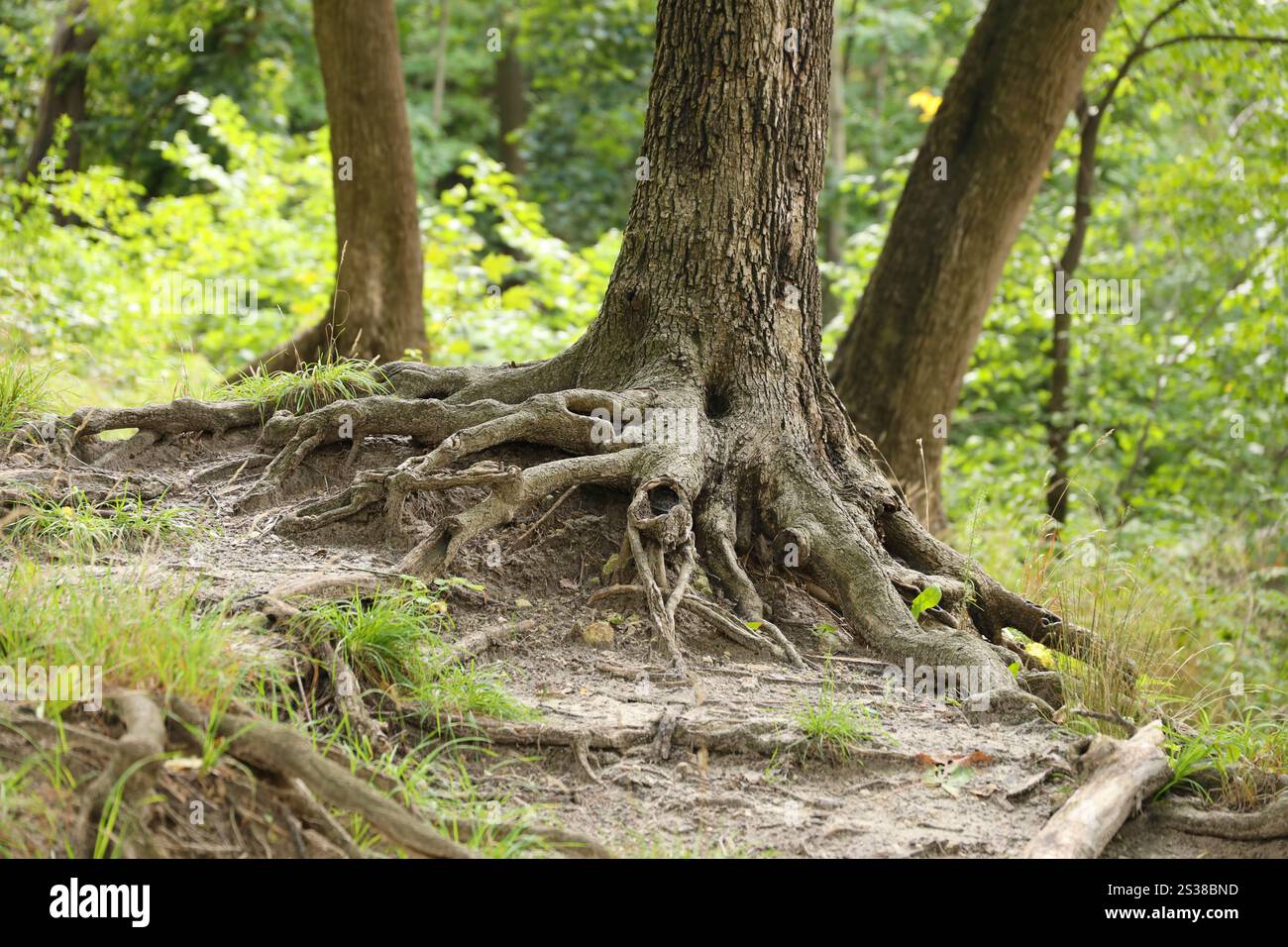 Mighty roots of an old tree in green forest in daytime. Beautiful ...