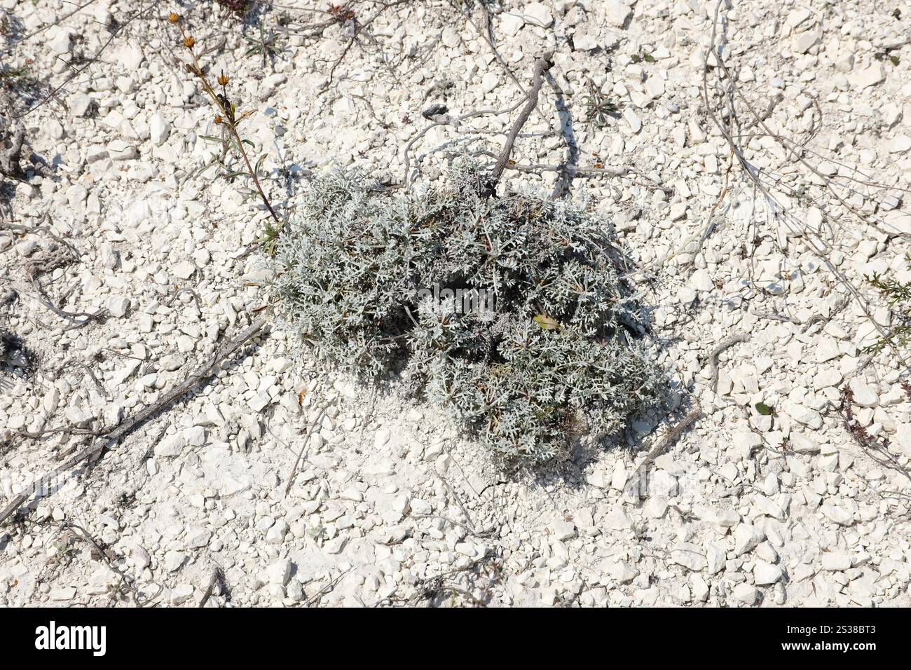 Chalk mining limestone quarry. Opencast mining chalk surface with dry ...
