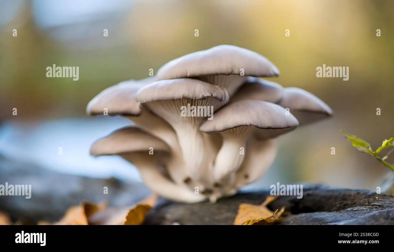 A cluster of various mushrooms, including button mushrooms and oyster ...