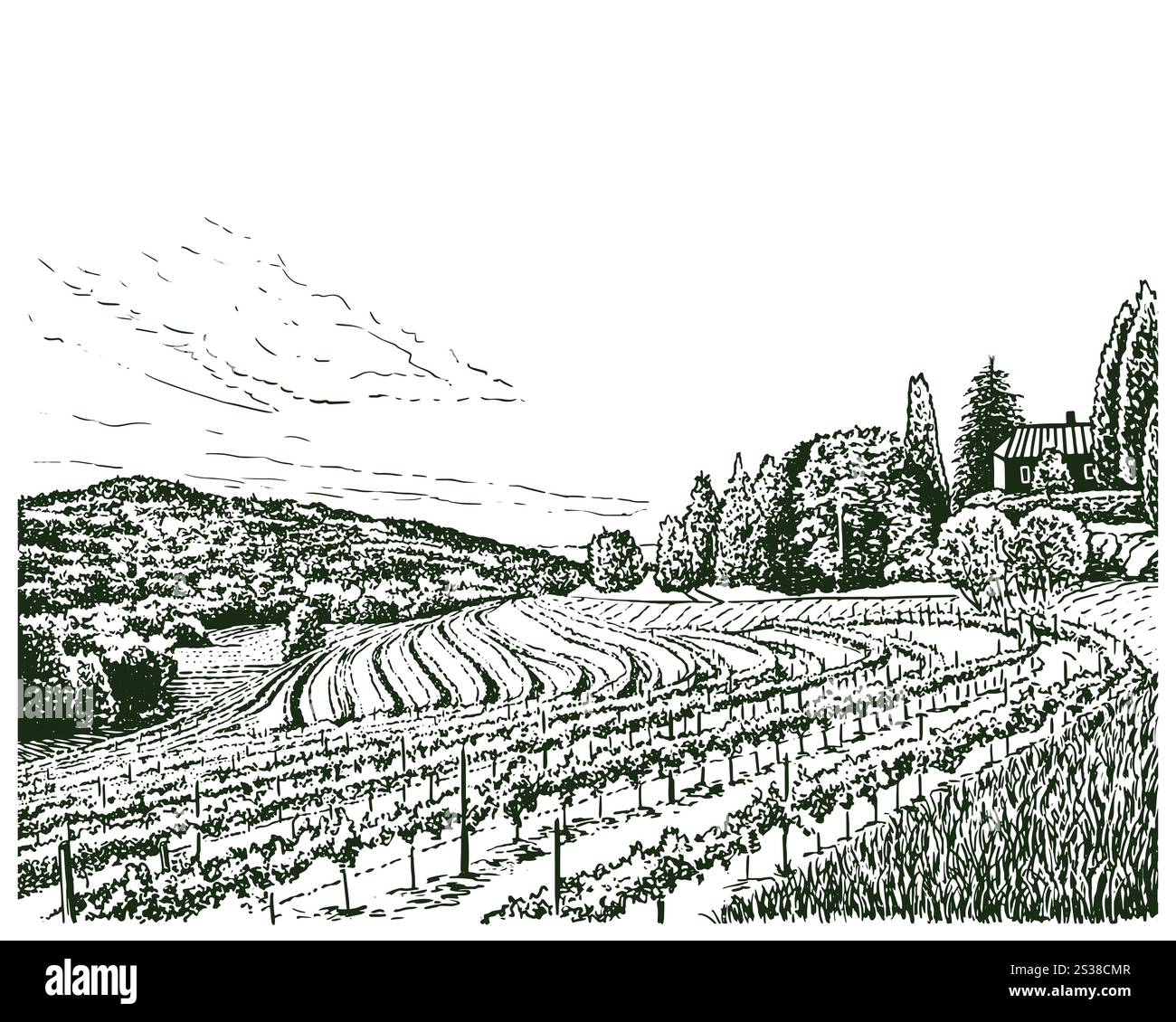 Vineyard view landscape vine Stock Vector Images - Alamy
