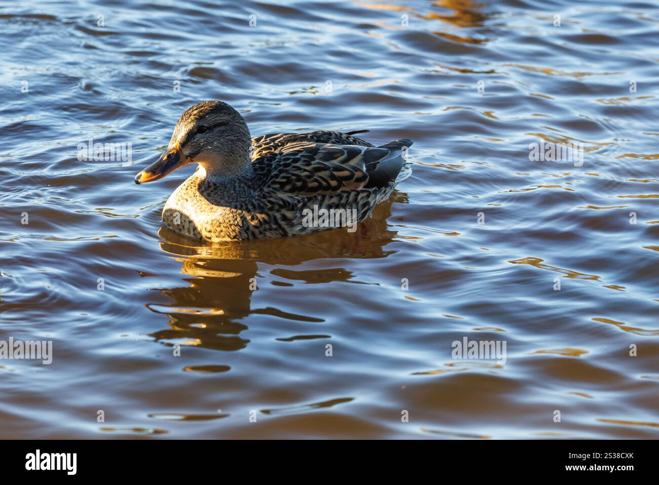 young ducks and drakes in lake with blue dark background with sun rays Stock Photo - Alamy