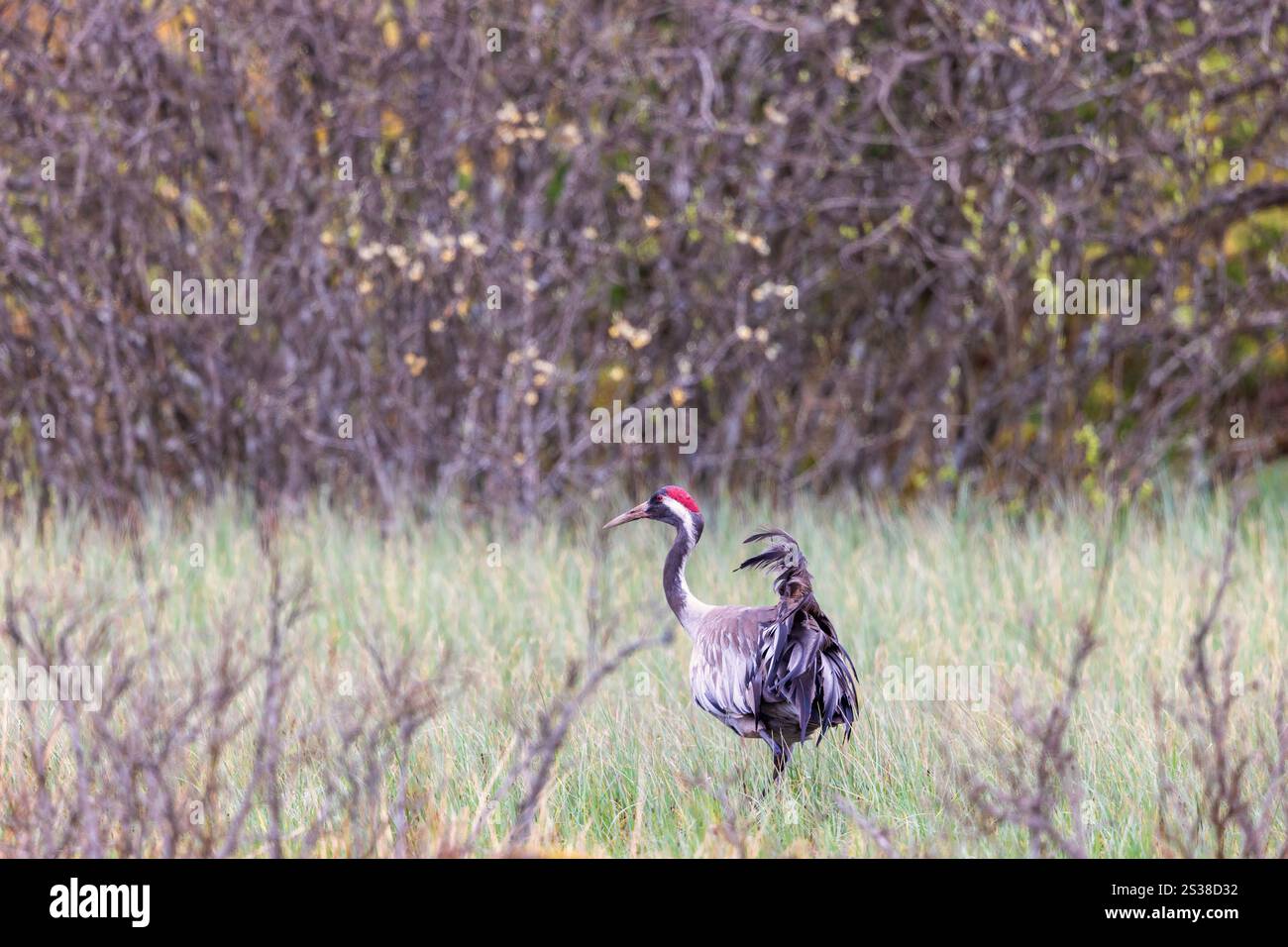 Beautiful crane in swamp hi-res stock photography and images - Alamy