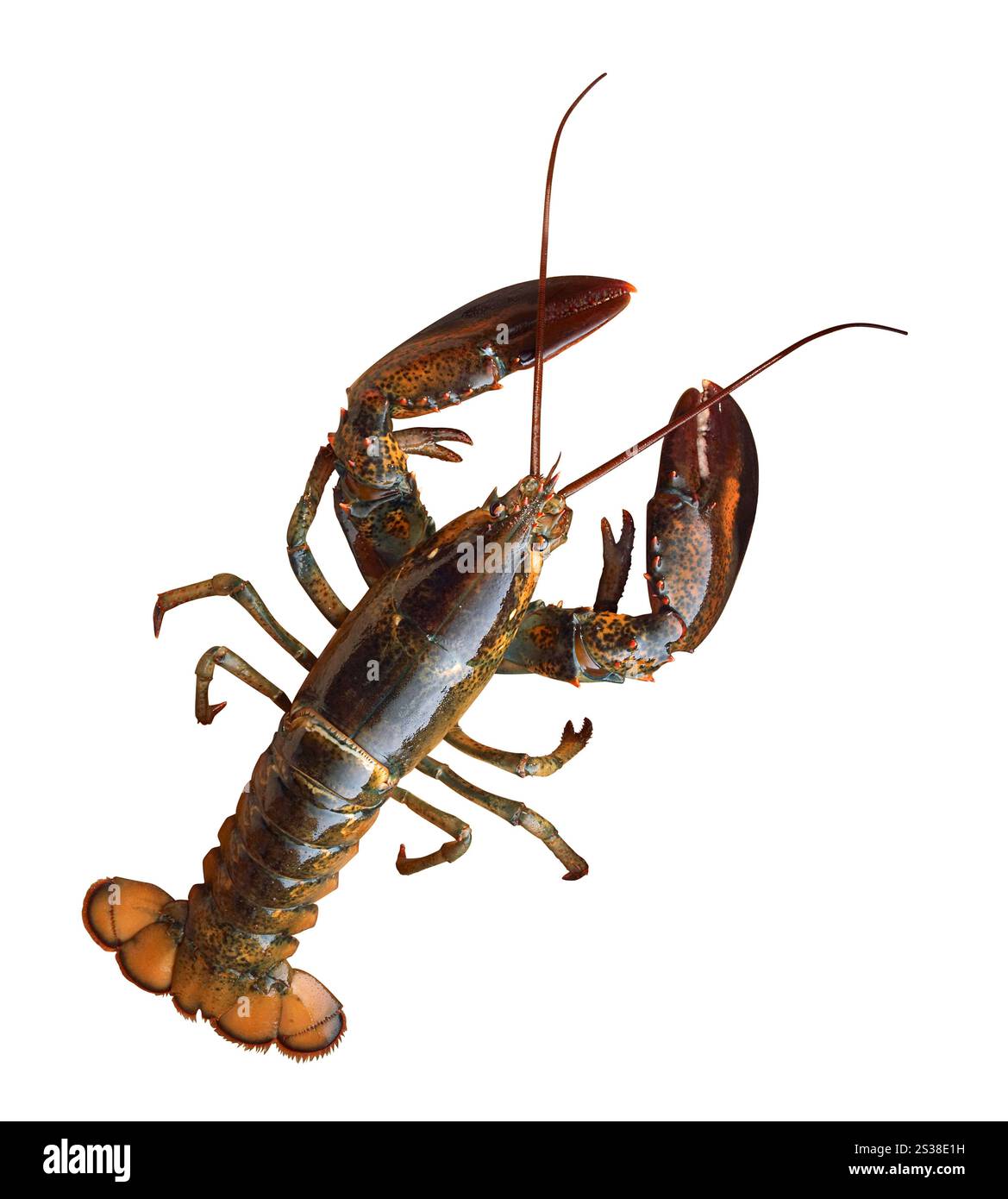 Crayfish isolated on white background. Crayfish Stock Photo - Alamy