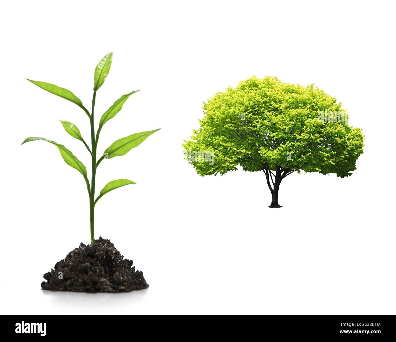 Seedling green plant and tree on a white background. Seedling green ...