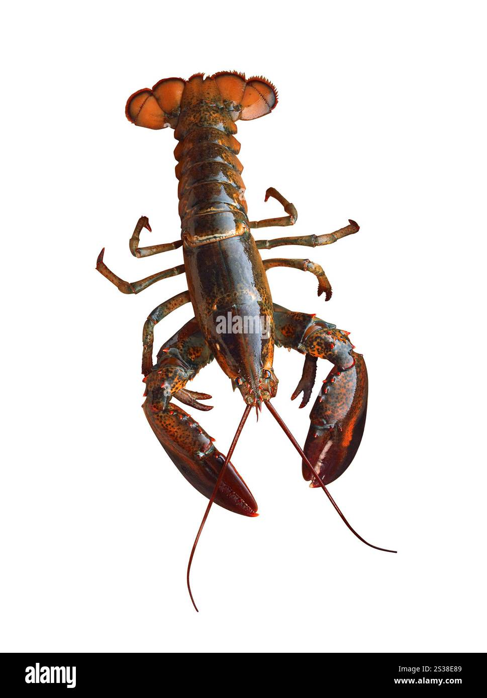 Crayfish isolated on white background. Crayfish Stock Photo - Alamy