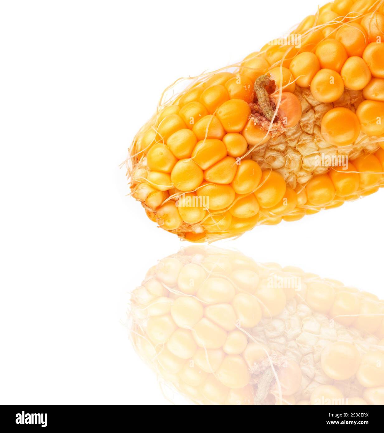 worm eating the corn isolated on white background. worm eating the corn ...