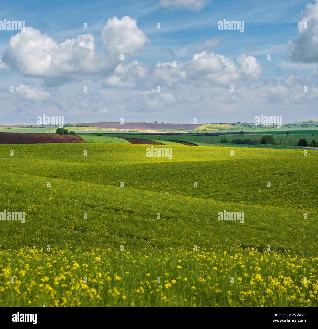 Spring evening view with rapeseed yellow blooming fields in sunlight ...