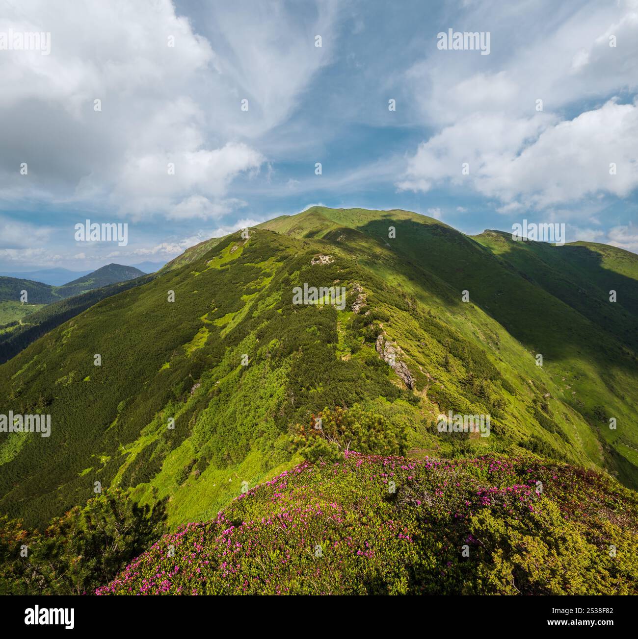 Pink rose rhododendron flowers on summer mountain slope. Marmaros Pip ...