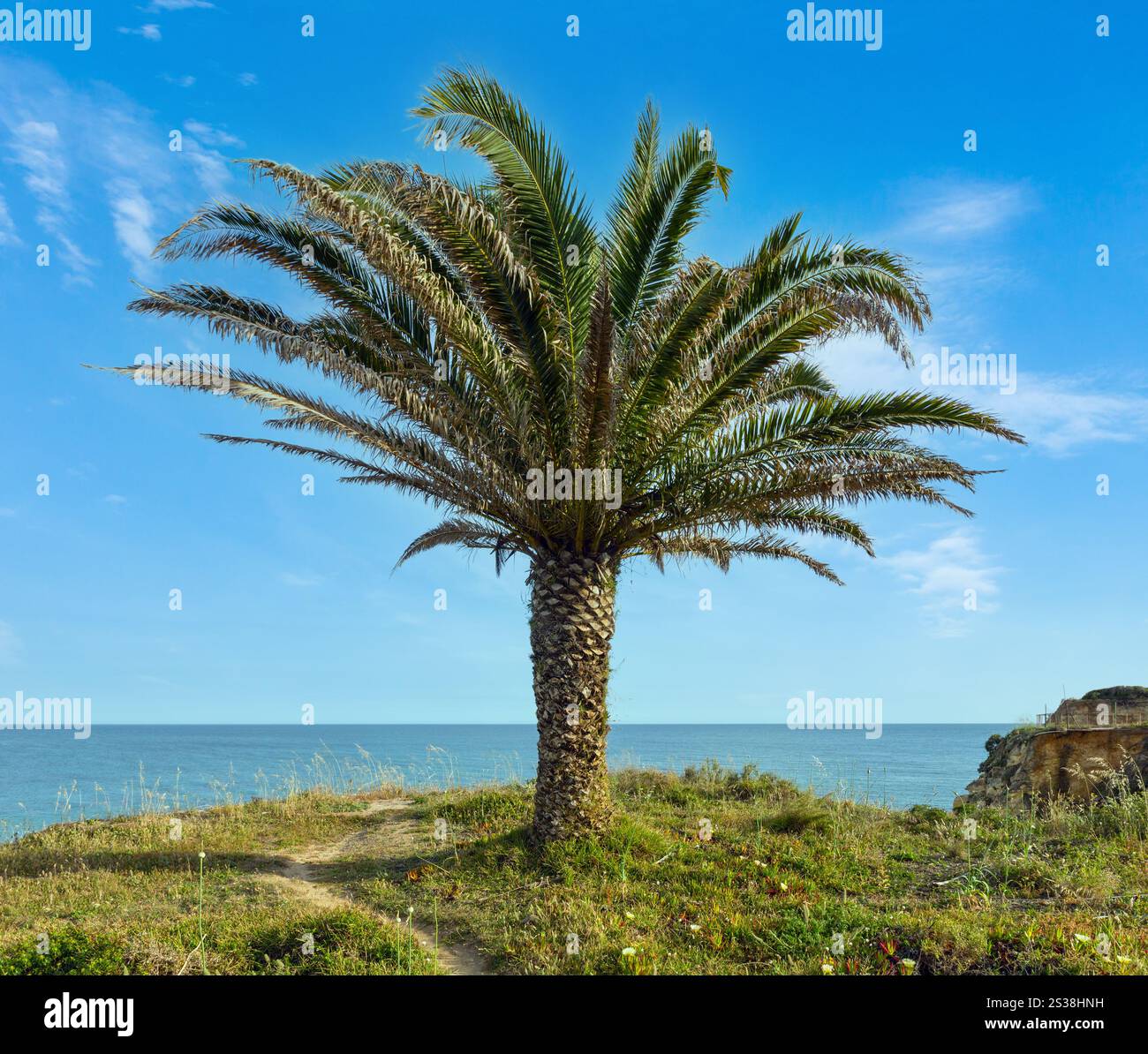 Palm tree on ocean shore on sky and water background Stock Photo - Alamy