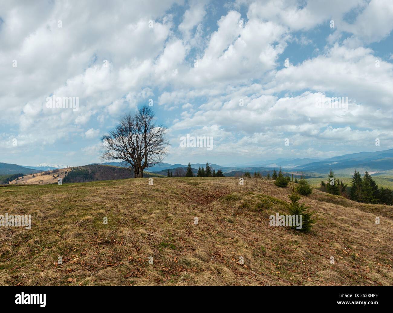 Lonely leafless tree on mountain hi-res stock photography and images ...