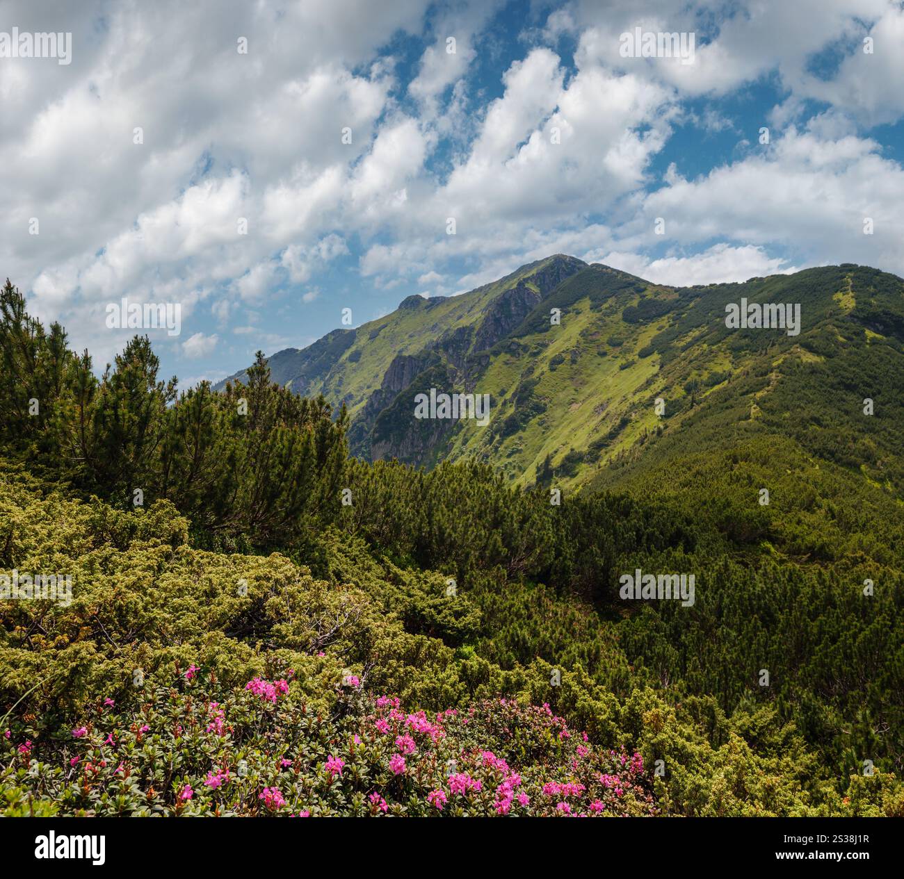 Pink rose rhododendron flowers on summer mountain slope. Marmaros Pip ...