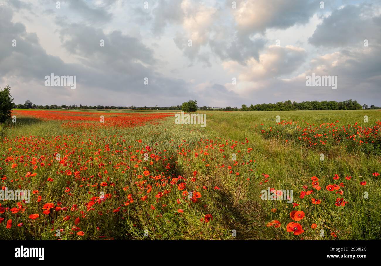 Beautiful red poppies sunset hi-res stock photography and images - Alamy