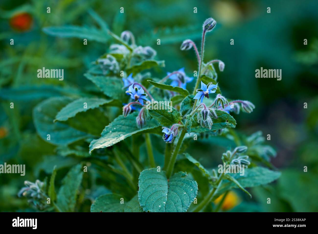 Blue borage flowers, bush and garden in summer with growth, color and ...