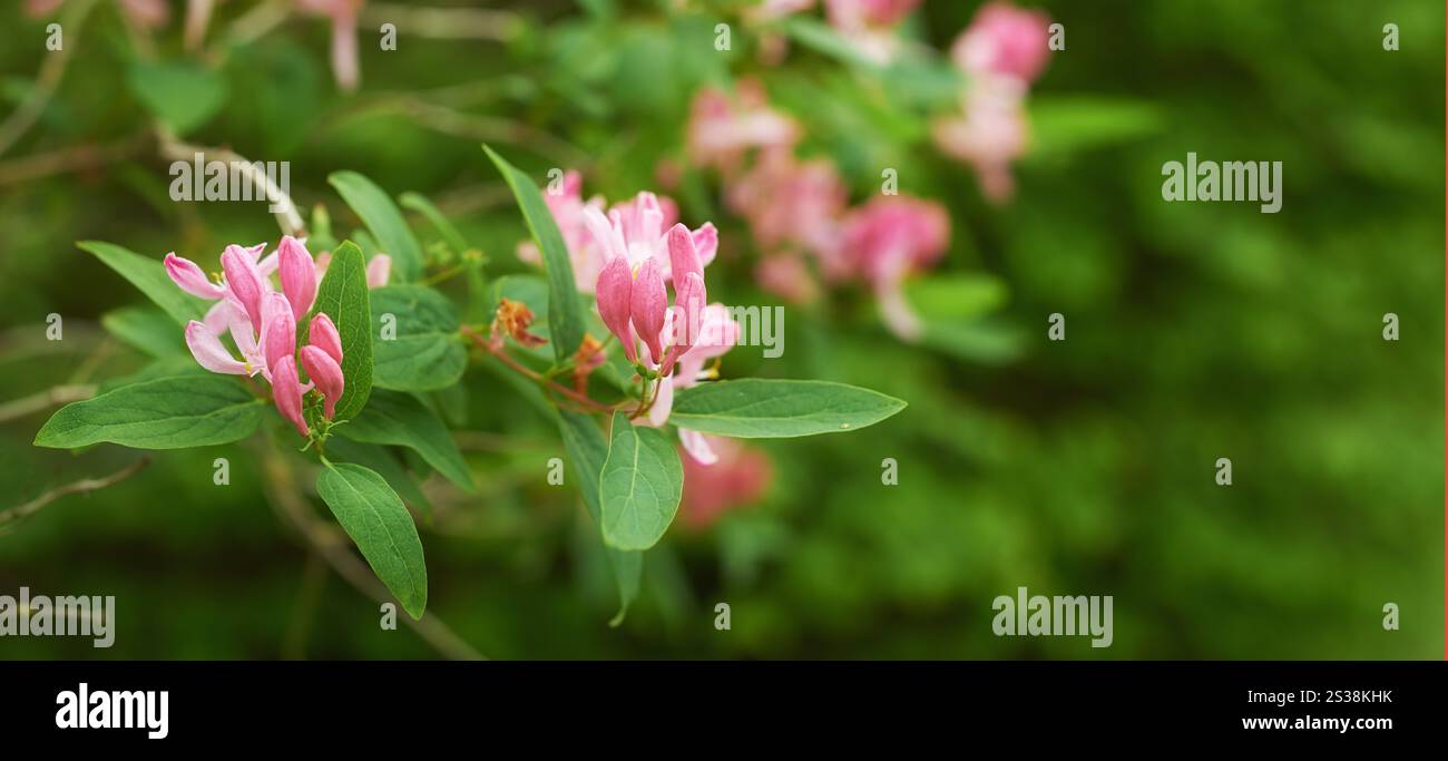 Tatarian honeysuckle flower, garden and bush in summer with growth ...