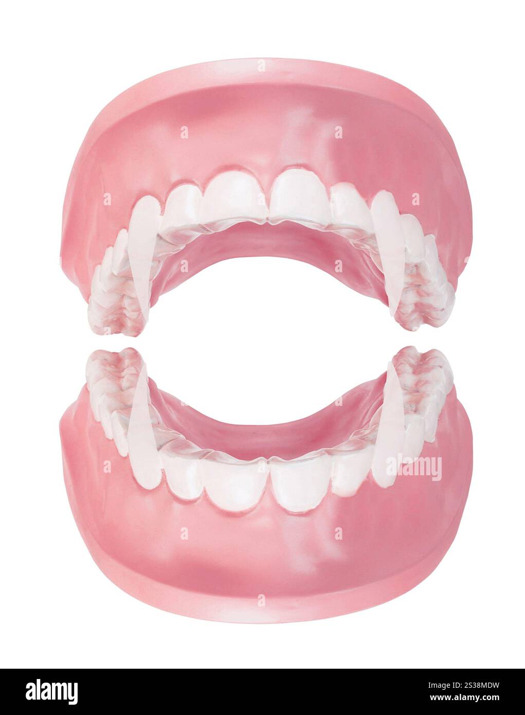 Vampire teeth isolated on white background. Vampire teeth Stock Photo ...
