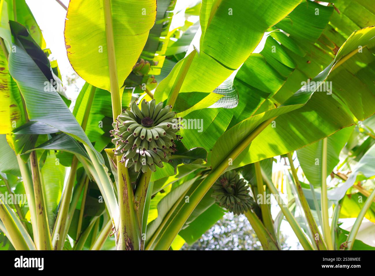Young green banana tree with fruits. Rainforest and plant leaves ...