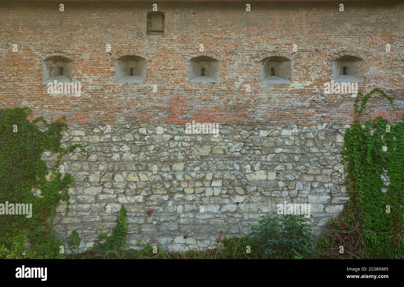 Large stone wall of an ancient castle, overgrown with massive ivy ...