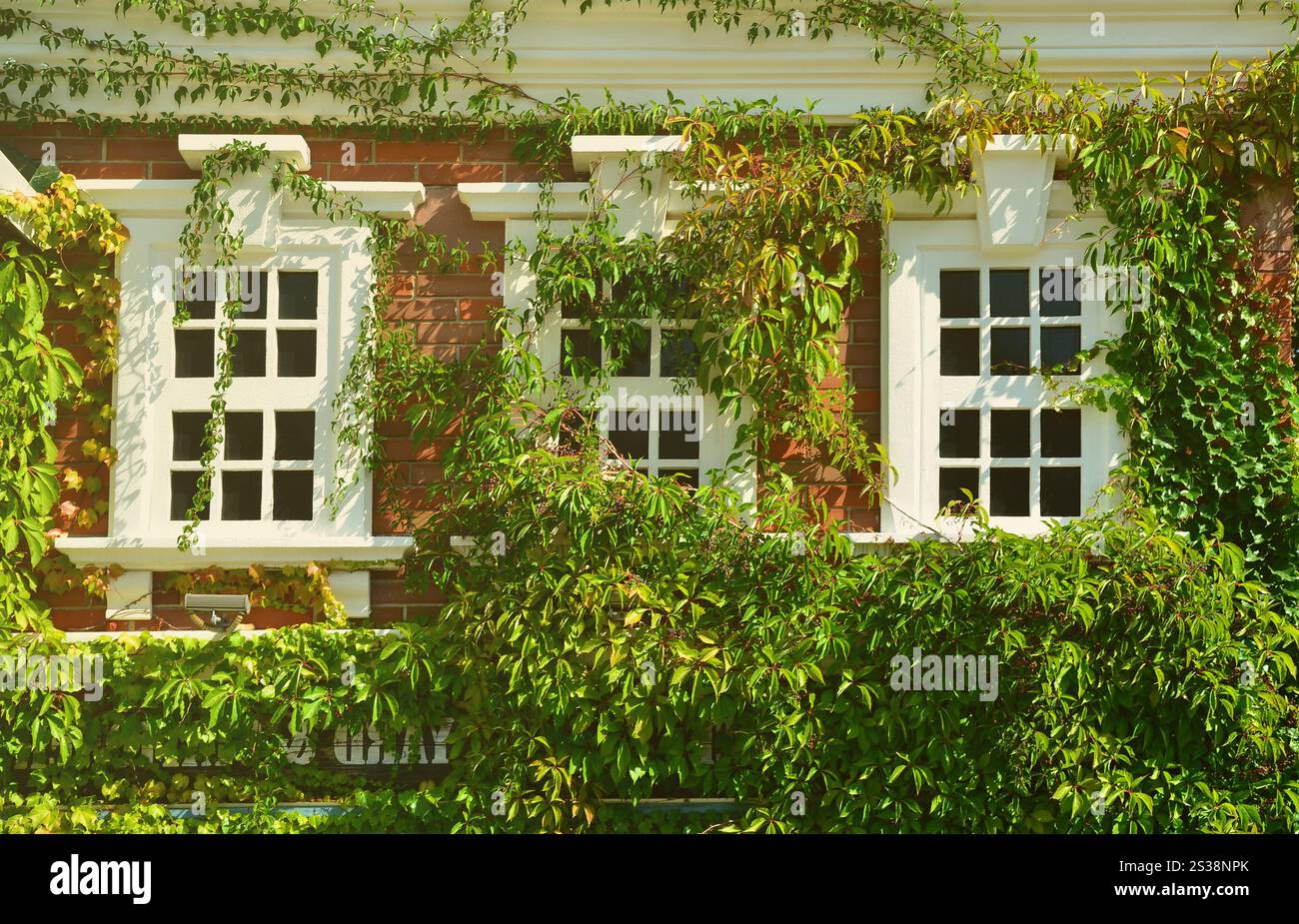 White window on green wall with climbing plant. Natural green leaf ...