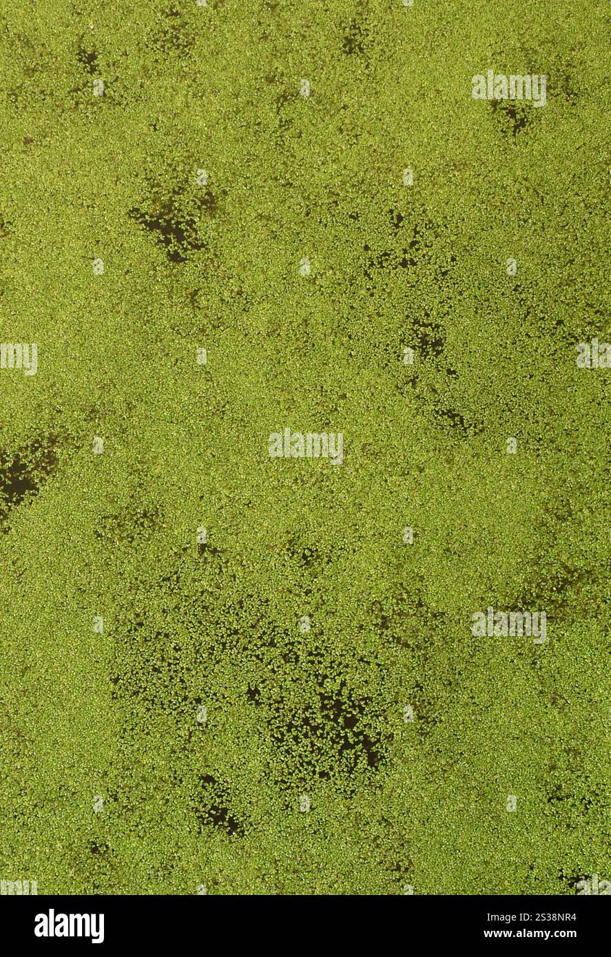 Texture of swamp water dotted with green duckweed and marsh vegetation ...