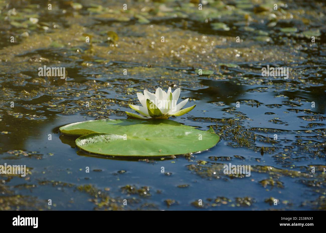 Beautiful white lotus flower and lily round leaves on the water after ...