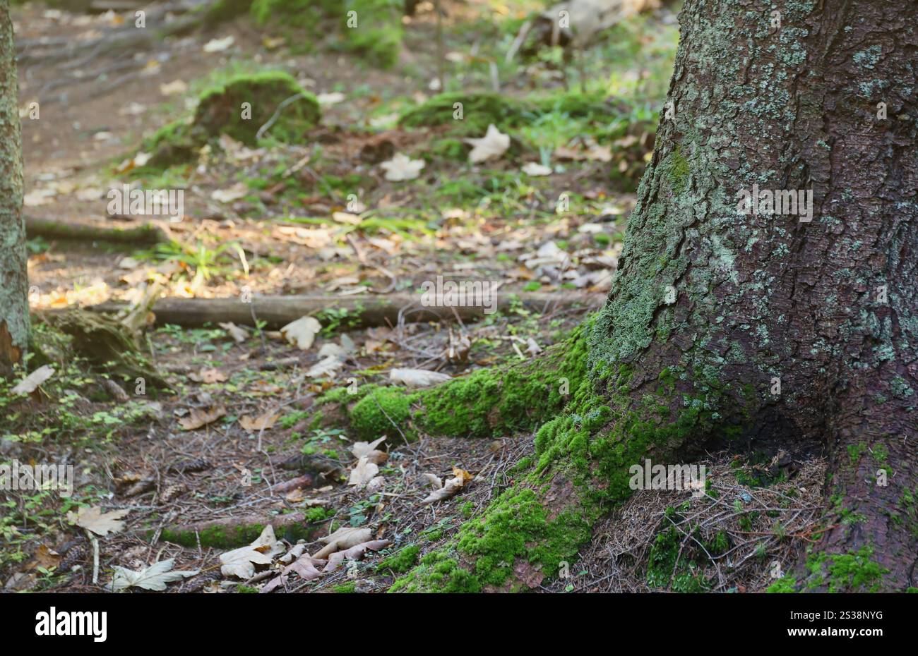Many big and visible roots of old tree in mountain area forest close up ...