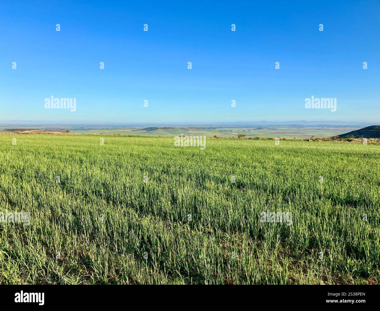 Wheat Fields on the Spanish Meseta, Camino Francés, Camino de Santiago ...