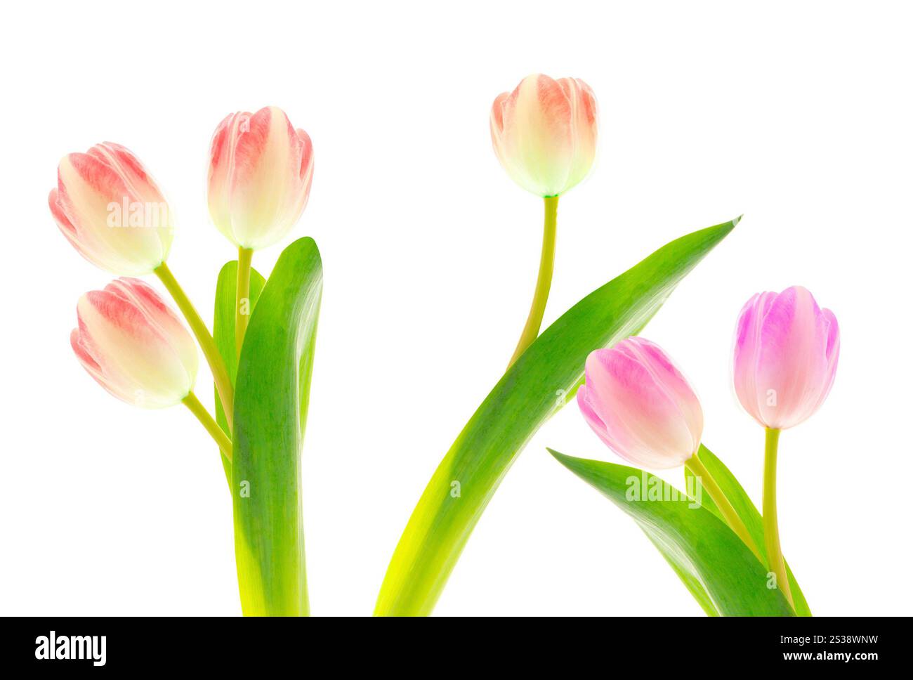 Tulips collection isolated spring Cut Out Stock Images & Pictures - Alamy