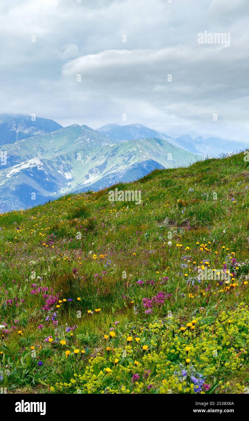 Summer wild flowers in Tatra Mountain, Poland. Some plants in front ...