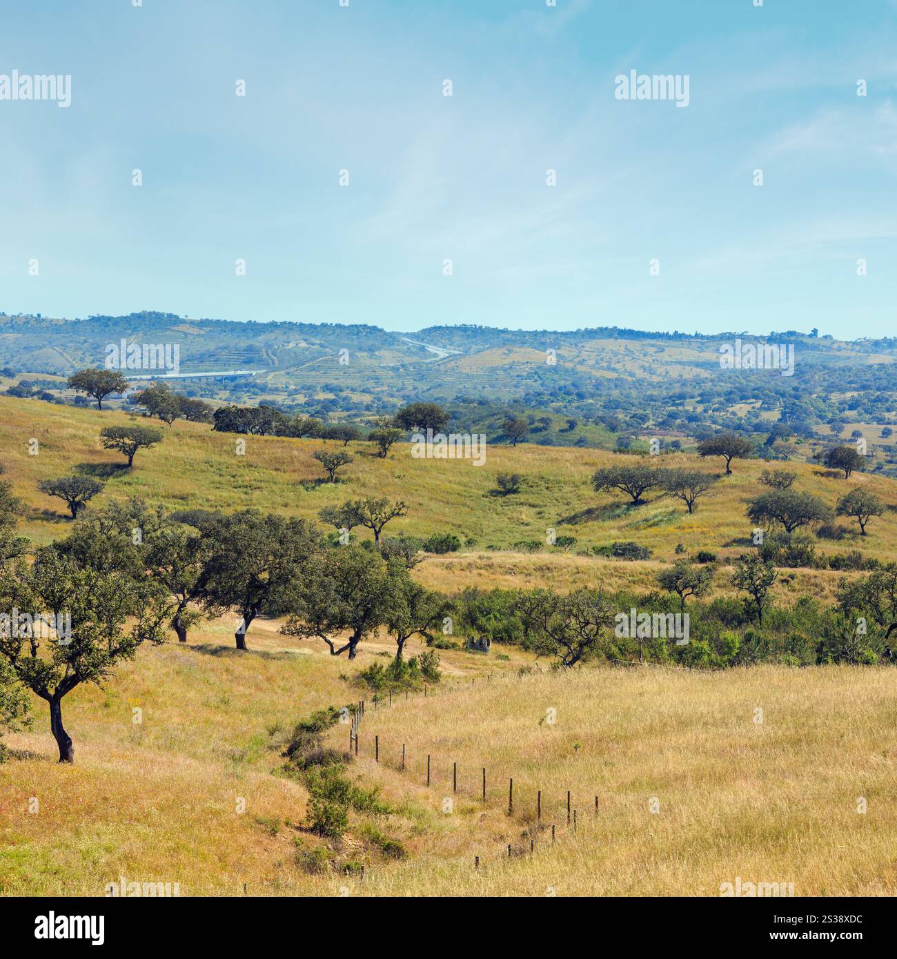 Summer country landscape with olive trees on slope. Potugal (between ...