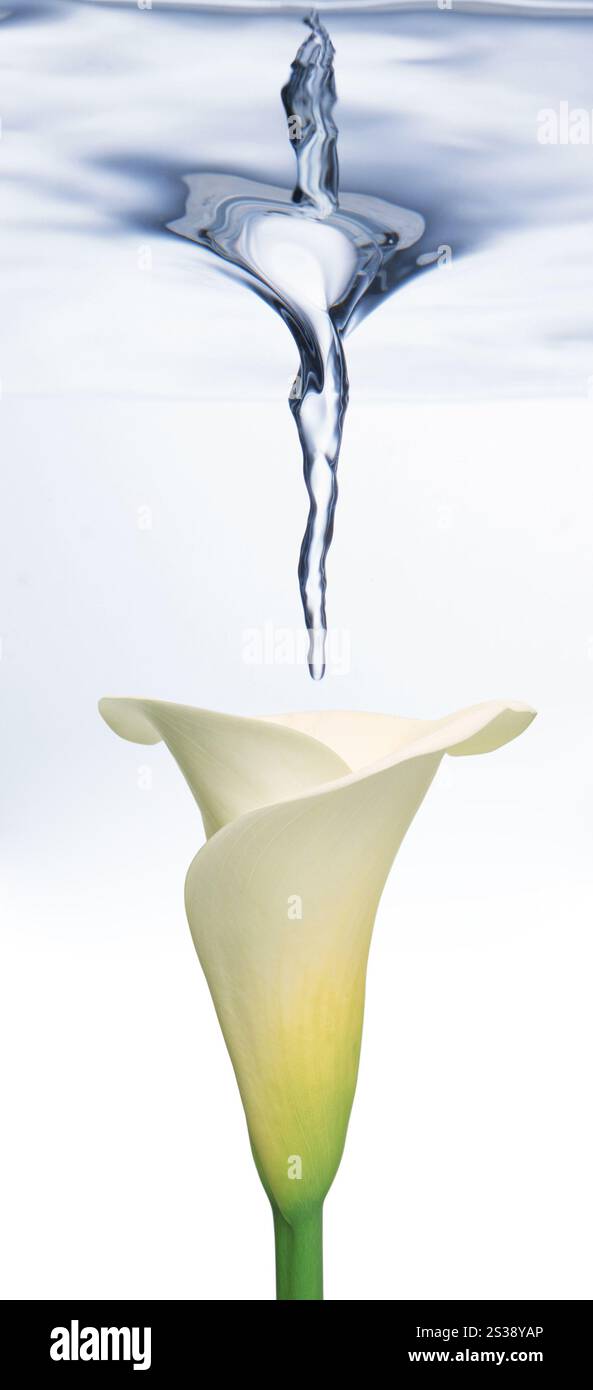 Pristine water drop falls gracefully onto the petal of a delicate calla ...