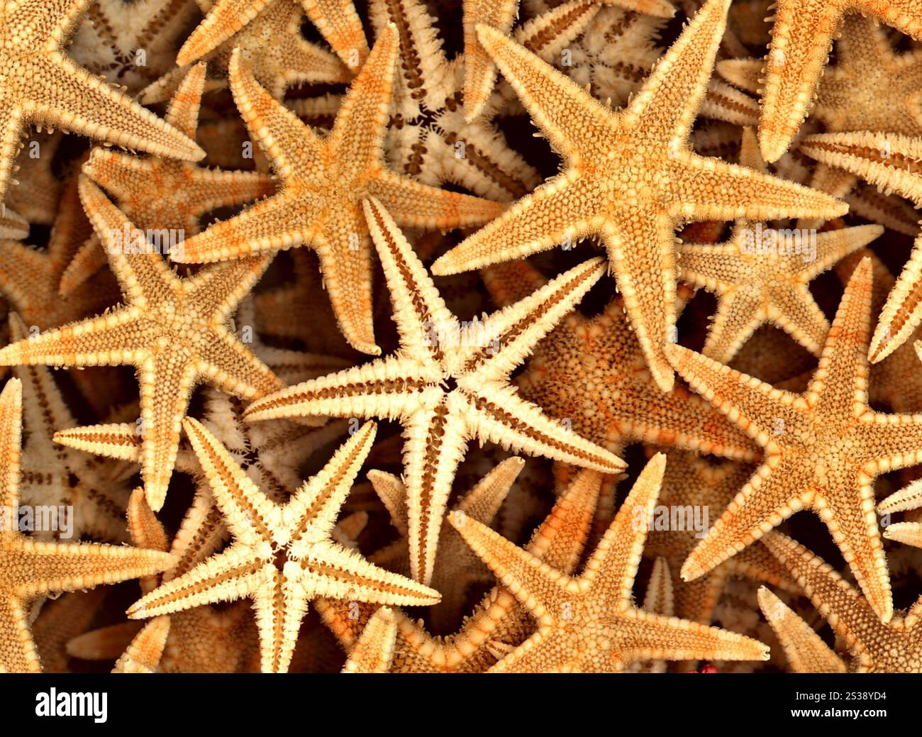 Cluster of numerous starfish in close-up on a sand-like texture ...