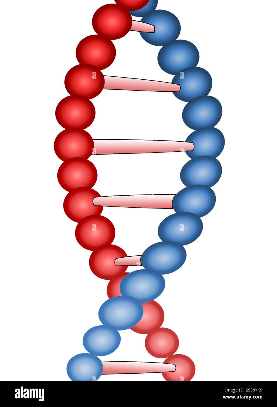 Detailed vector graphic of dna double helix with red and blue spheres representing nucleotides ...