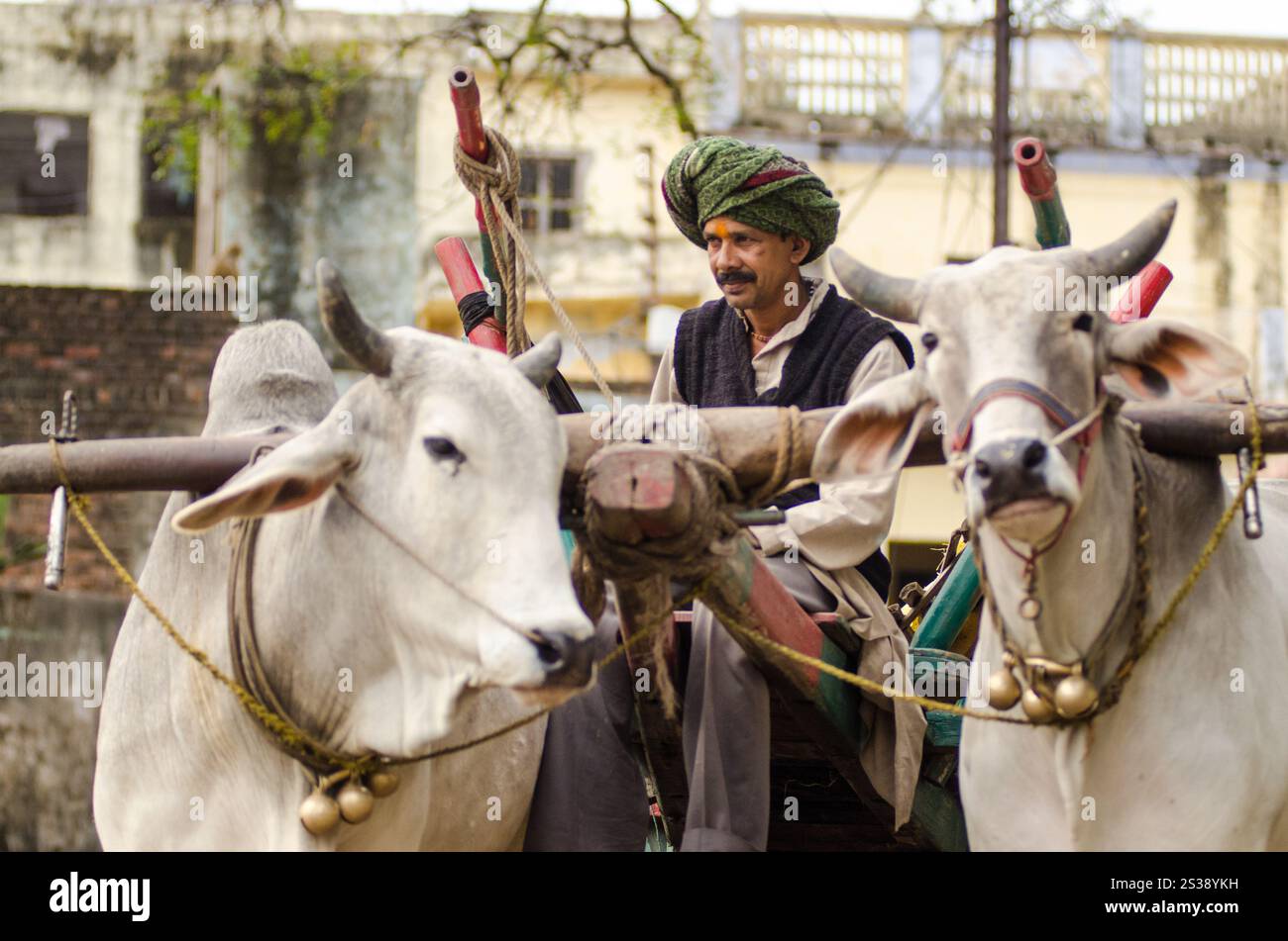 Traditional bullock cart ride through rural village depicted by a local ...