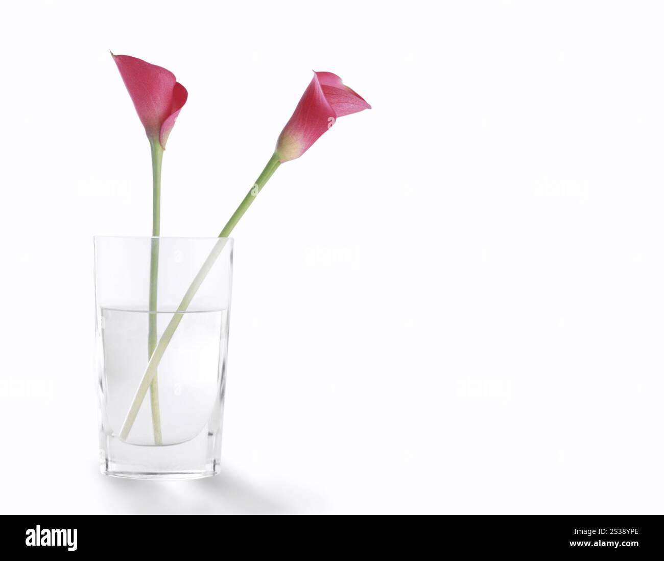 Two pink calla lilies in a clear glass vase against a white background ...