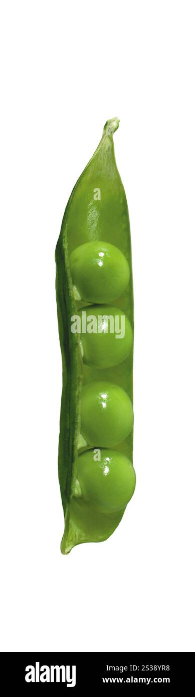 Vertical image of a single open pea pod showing vibrant green peas on a ...