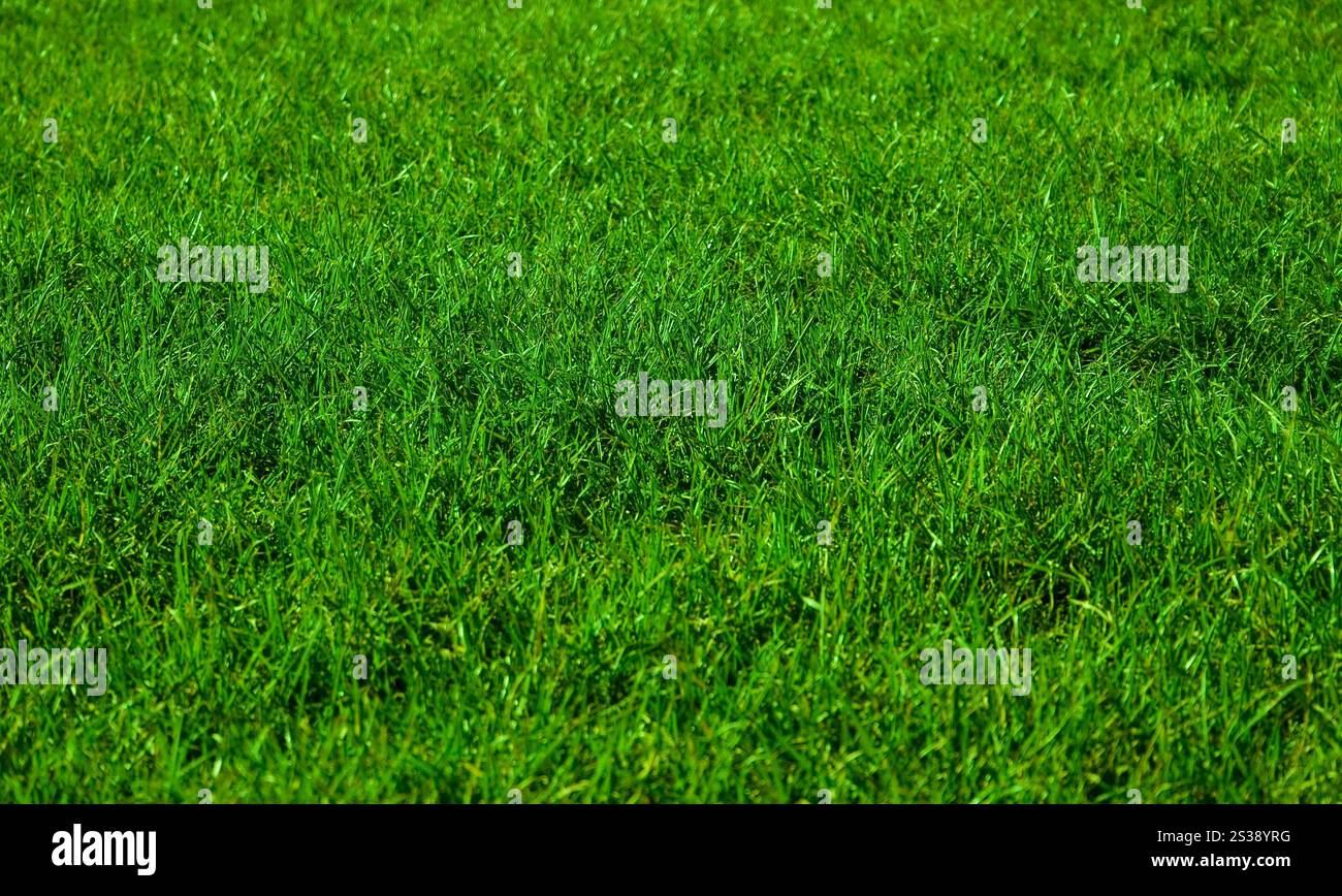 Close up of lush green grass texture in a vibrant summer garden ...