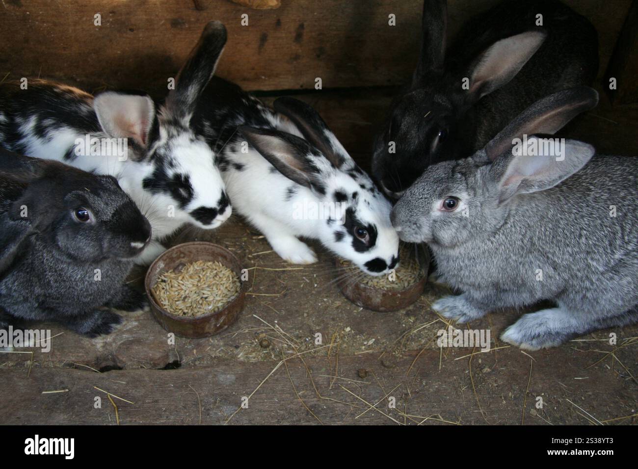 Charming scene of various rabbits sharing a meal inside a wooden hutch ...