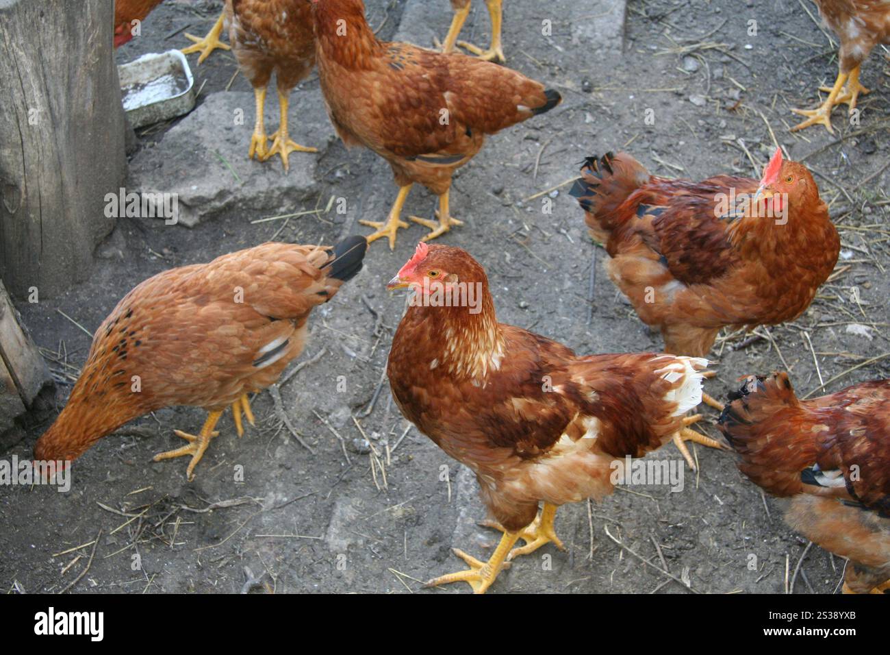 Group of brown chickens pecking the ground in their natural farm ...