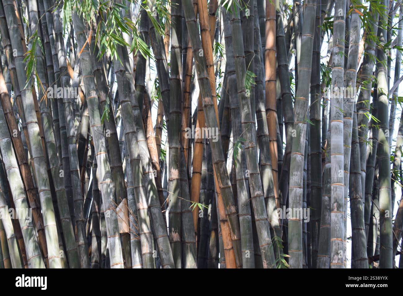 Asian Bamboo forest, Black bamboo (Gigantochloa atroviolacea Stock ...