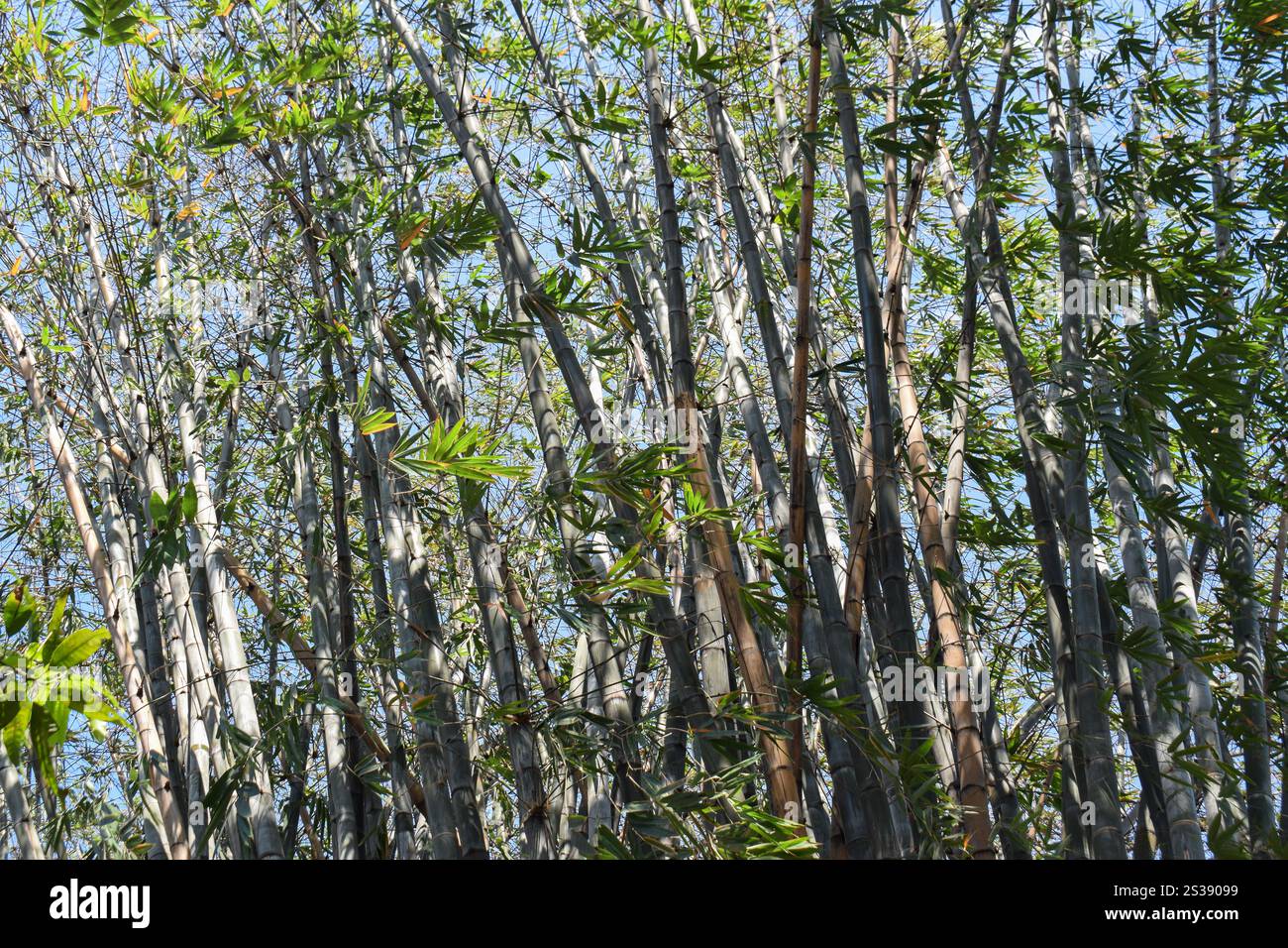 Asian Bamboo forest, Black bamboo (Gigantochloa atroviolacea Stock ...