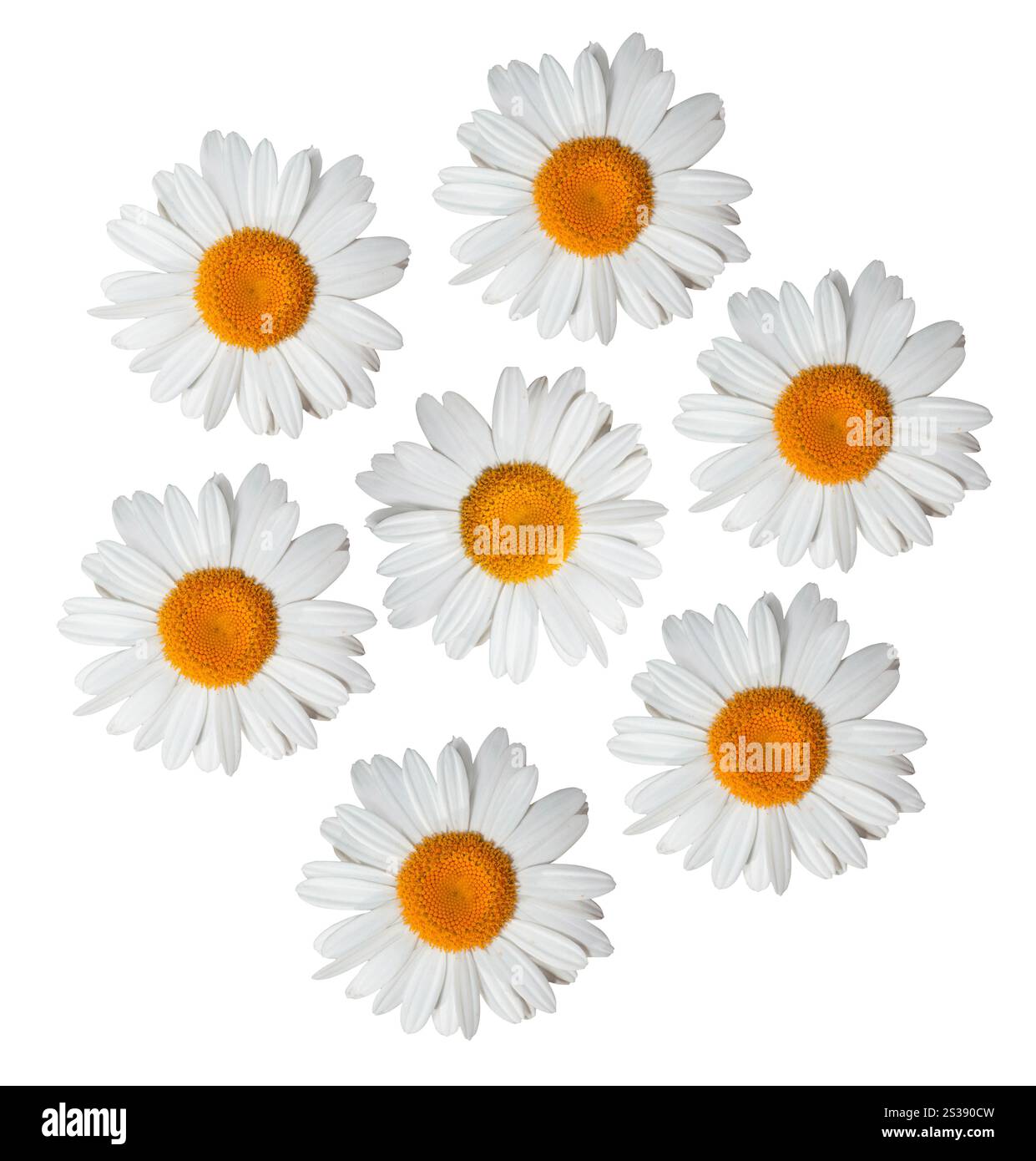 Flower down Cut Out Stock Images & Pictures - Alamy