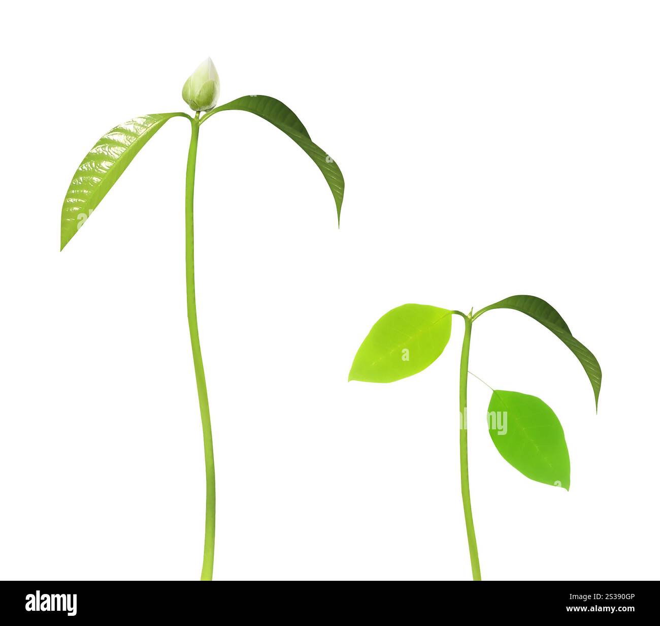 green flower sprout plants Stock Photo - Alamy