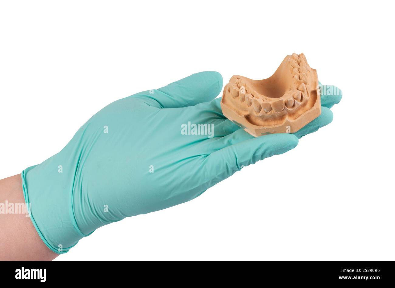 Hand holding gypsum model of jaw Stock Photo - Alamy
