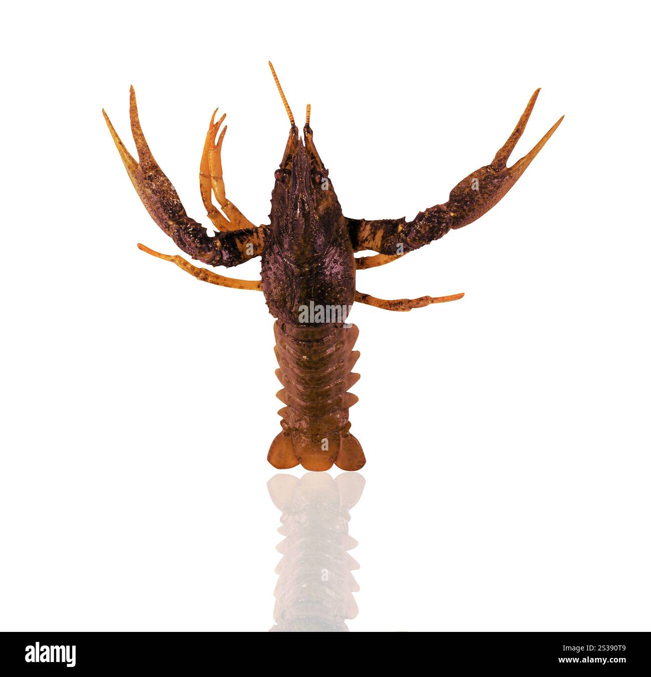 Crawfish isolated on white Stock Photo - Alamy