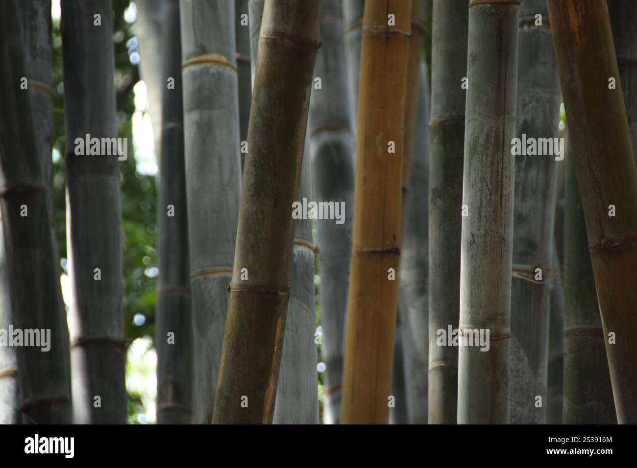Asian Bamboo forest, Black bamboo (Gigantochloa atroviolacea). Natural ...