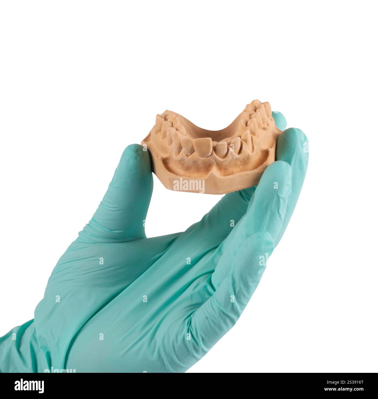 Hand holding gypsum model of jaw isolated on white Stock Photo - Alamy