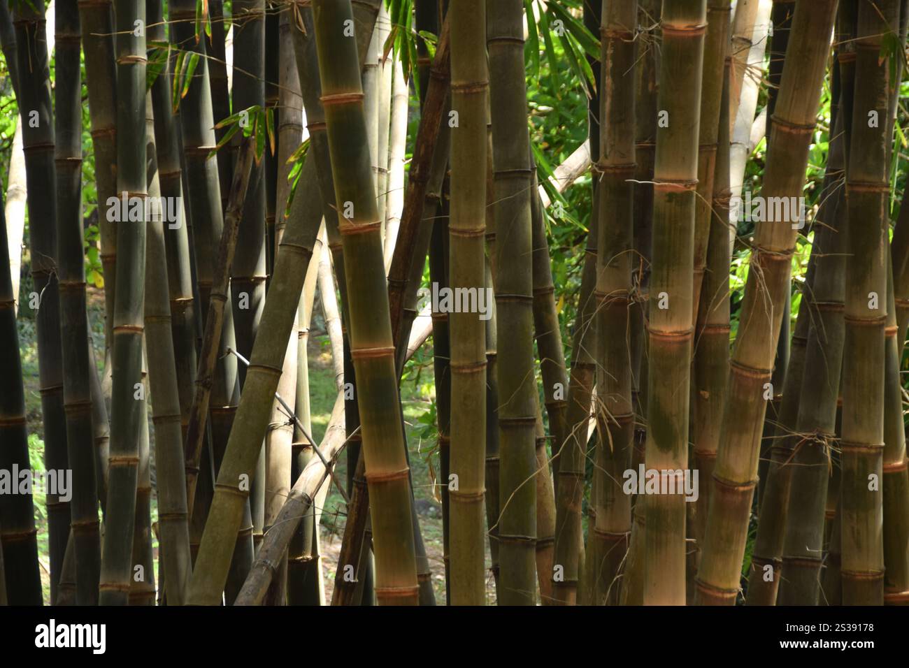 Asian Bamboo forest, Black bamboo (Gigantochloa atroviolacea). Natural ...