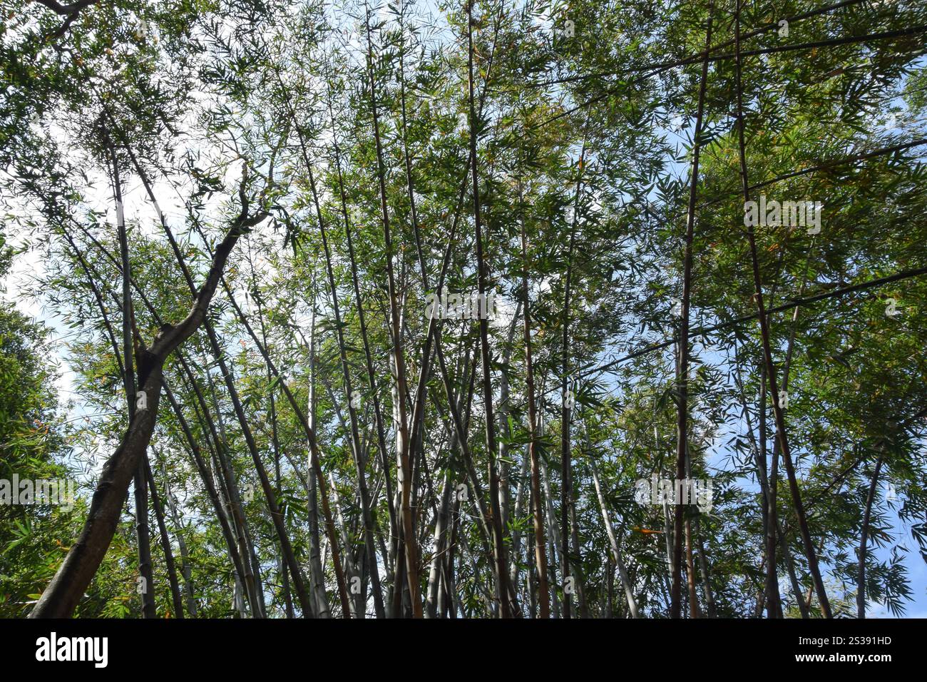 Asian Bamboo forest, Black bamboo (Gigantochloa atroviolacea). Bamboo ...