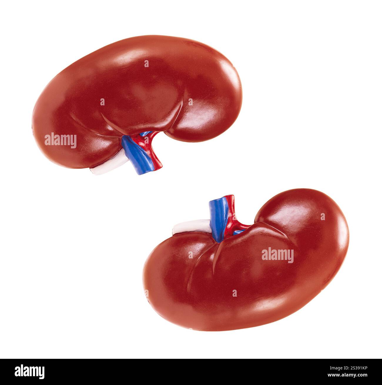 artificial kidney isolated on white background. artificial kidney Stock ...